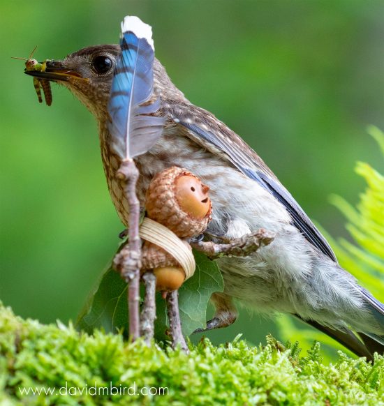 Becorns: Adorable Little Creatures by David M Bird | Daily design ...