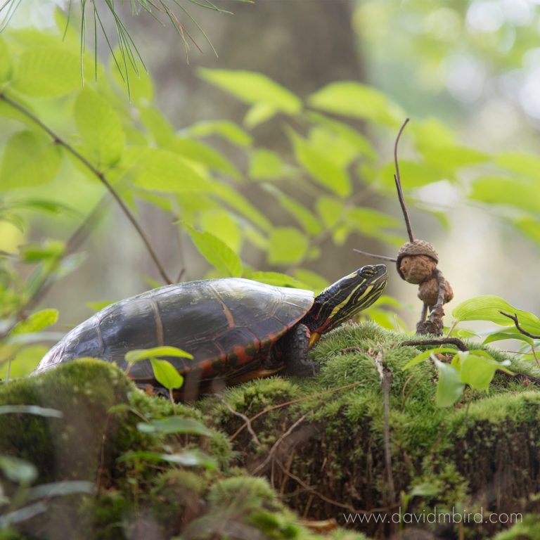 Becorns: Adorable Little Creatures by David M Bird | Daily design ...