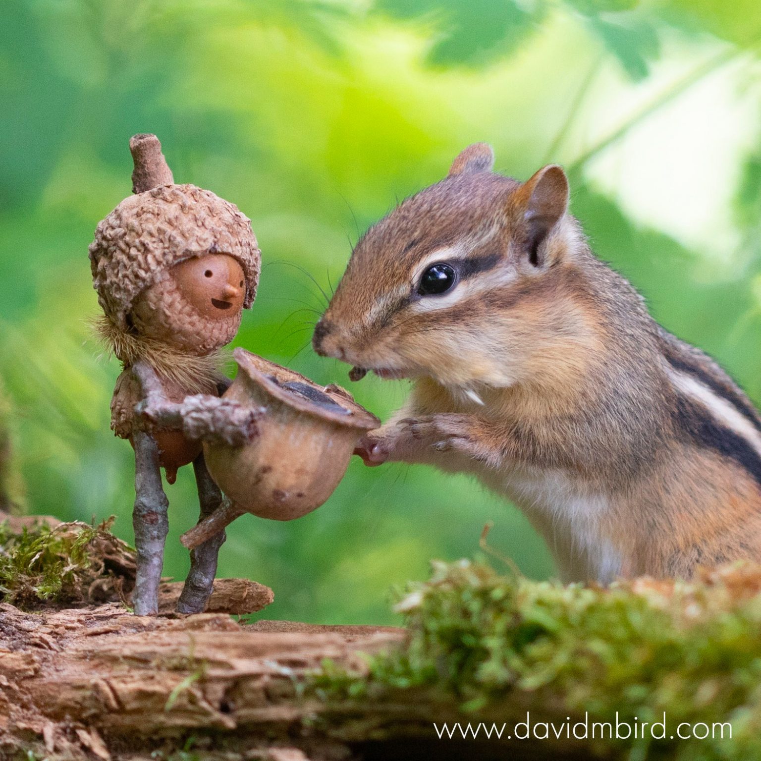 Becorns: Adorable Little Creatures by David M Bird | Daily design ...