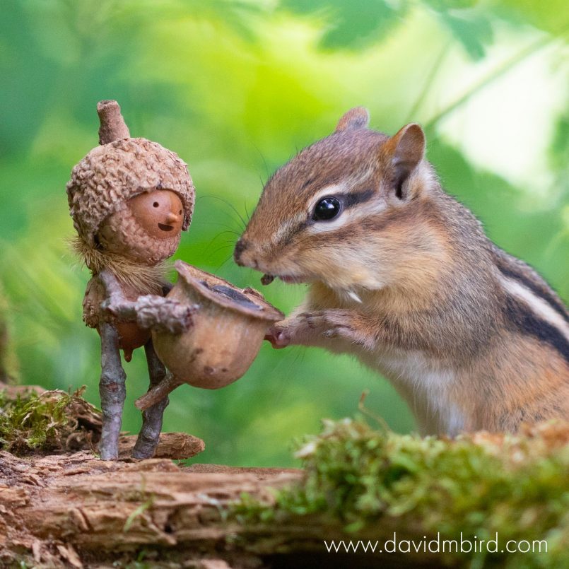 Becorns: Adorable Little Creatures by David M Bird | Daily design ...