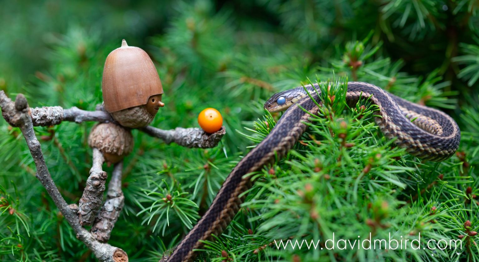 Becorns: Adorable Little Creatures by David M Bird | Daily design ...