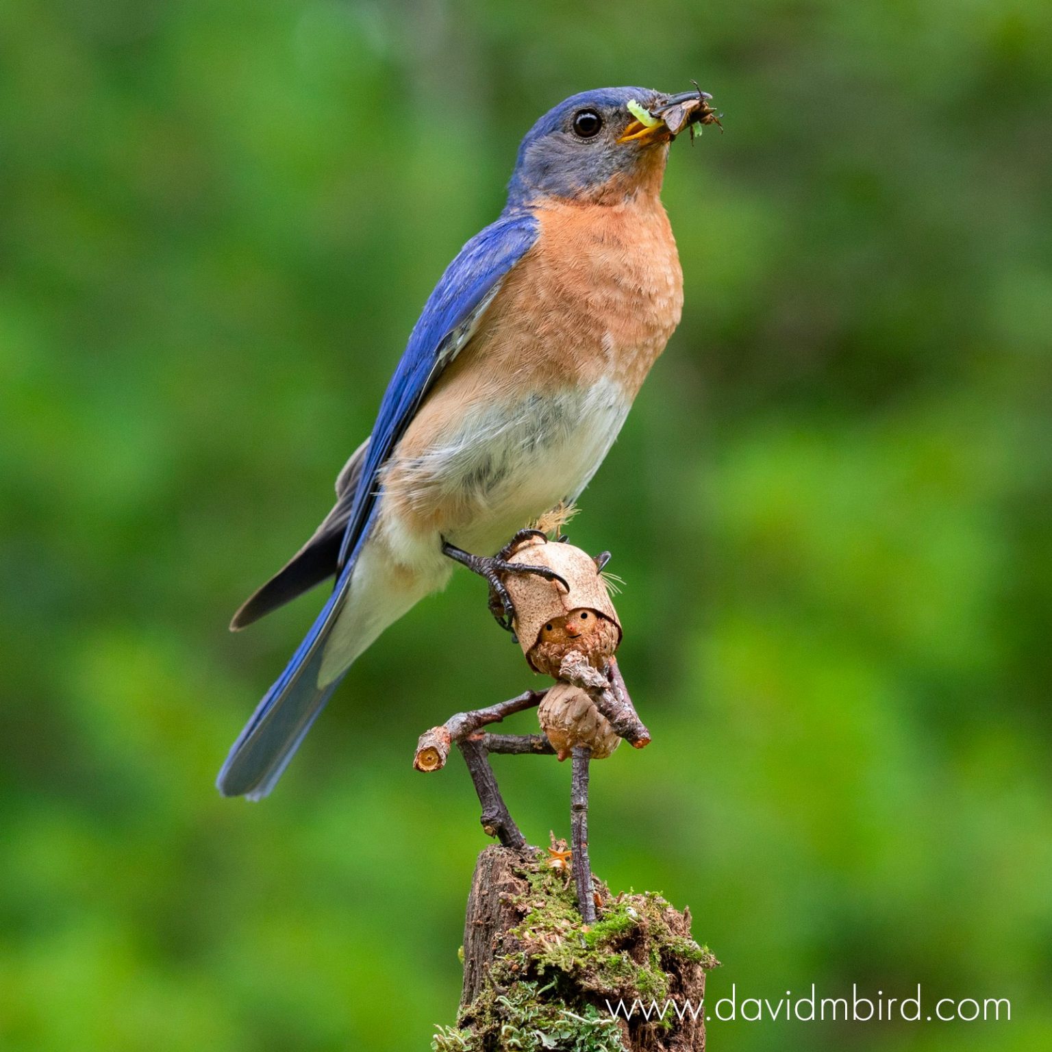 Becorns: Adorable Little Creatures by David M Bird | Daily design ...