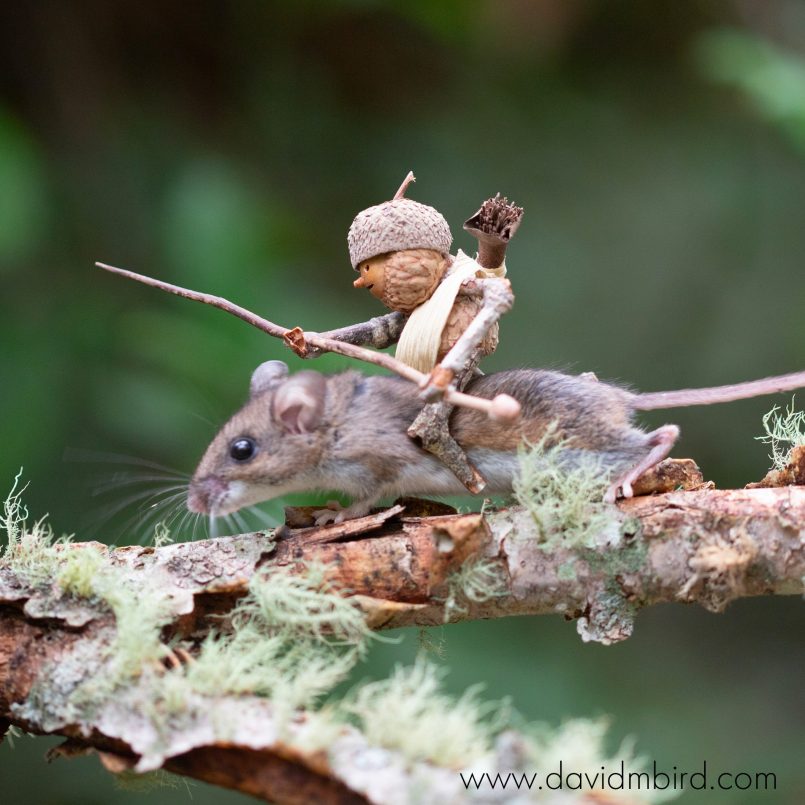 Becorns: Adorable Little Creatures by David M Bird | Daily design ...