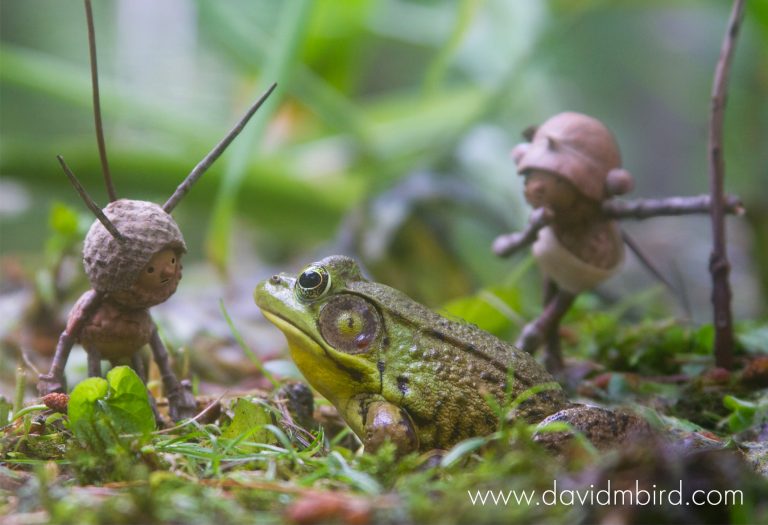 Becorns: Adorable Little Creatures by David M Bird | Daily design ...