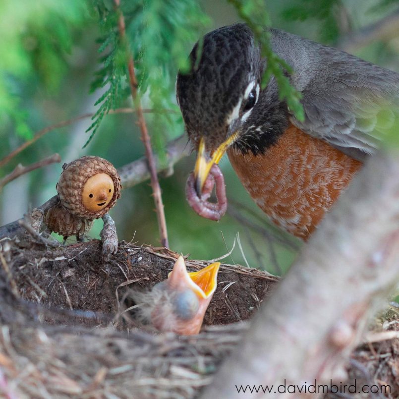 Becorns: Adorable Little Creatures by David M Bird | Daily design ...