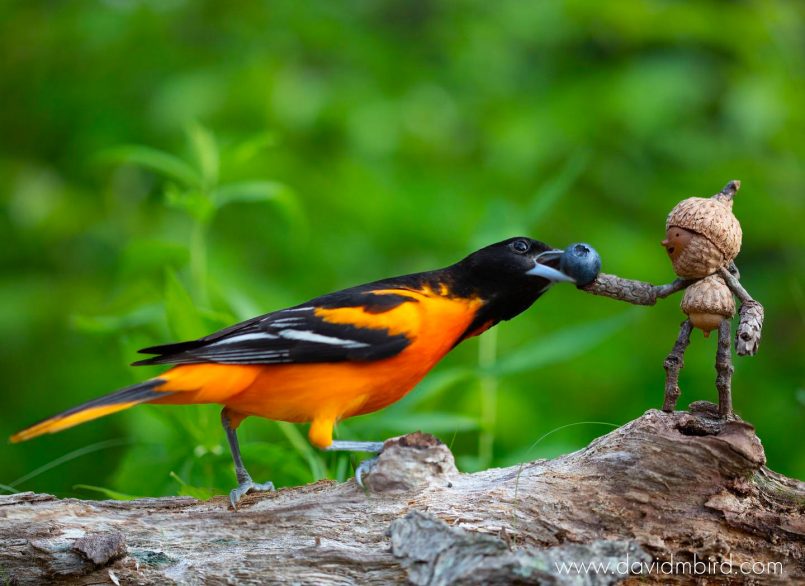 Becorns: Adorable Little Creatures by David M Bird | Daily design ...