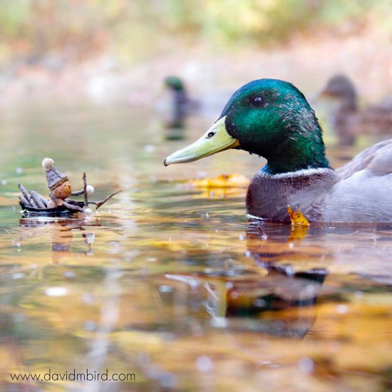 Becorns: Adorable Little Creatures by David M Bird | Daily design ...