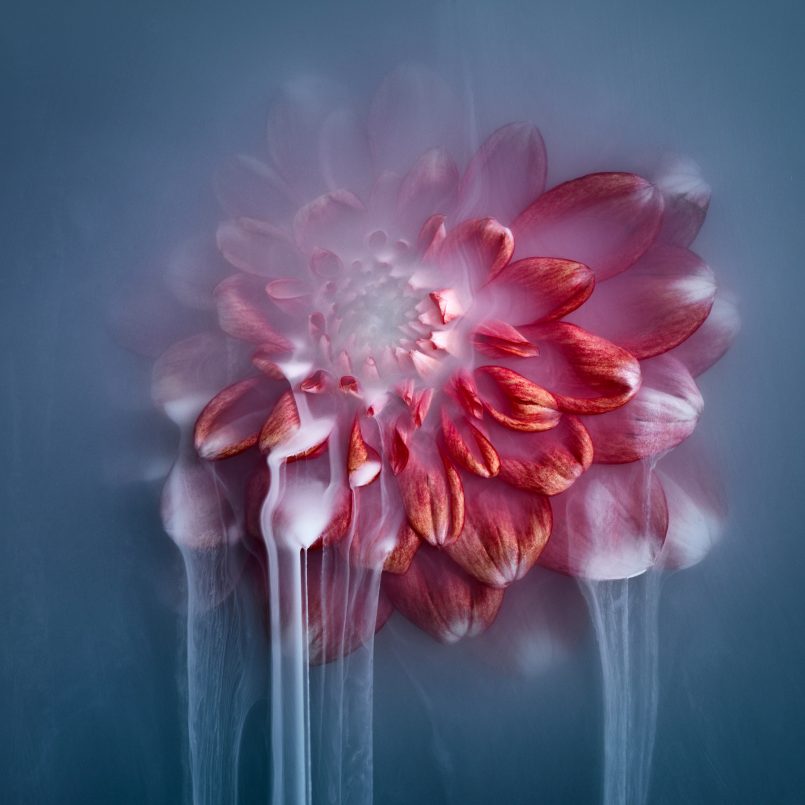 Flower Power: Fine Art Photography by Robert Peek | Daily design ...