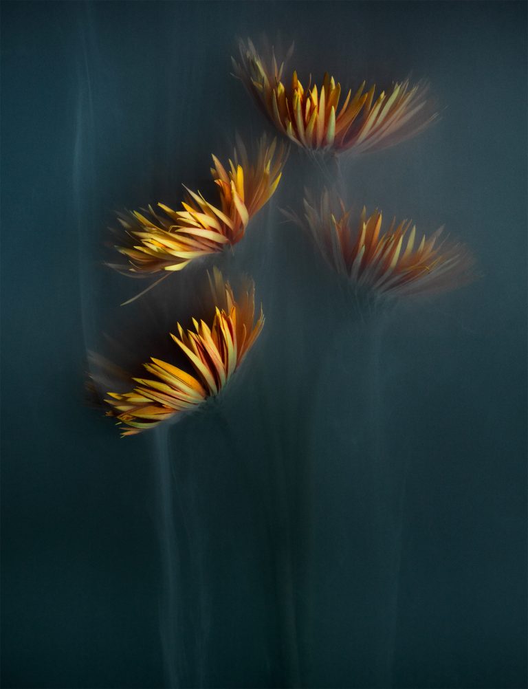Flower Power: Fine Art Photography by Robert Peek | Daily design ...