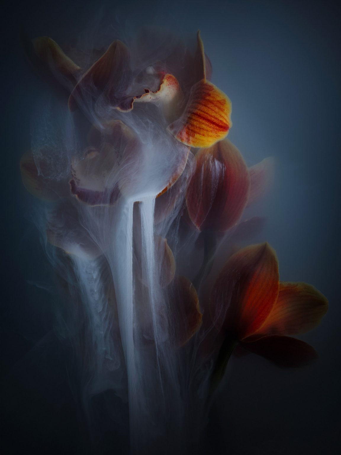 Flower Power: Fine Art Photography by Robert Peek | Daily design ...
