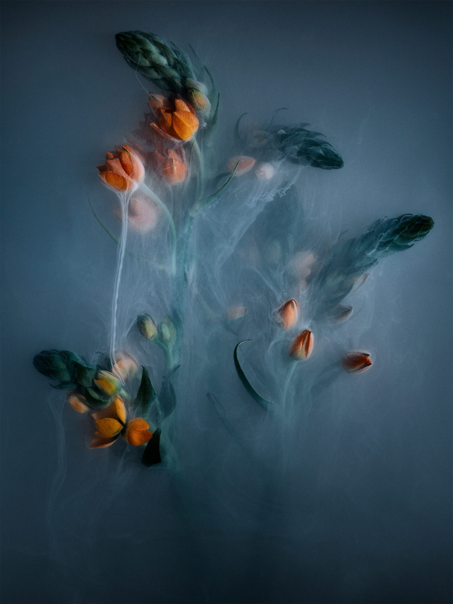 Flower Power: Fine Art Photography by Robert Peek | Daily design ...