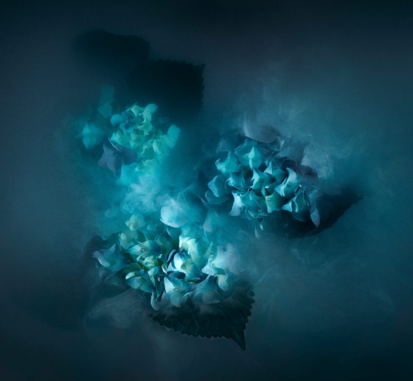 Flower Power: Fine Art Photography by Robert Peek | Daily design ...