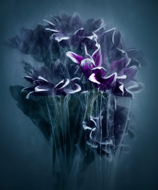 Flower Power Fine Art Photography By Robert Peek Daily Design