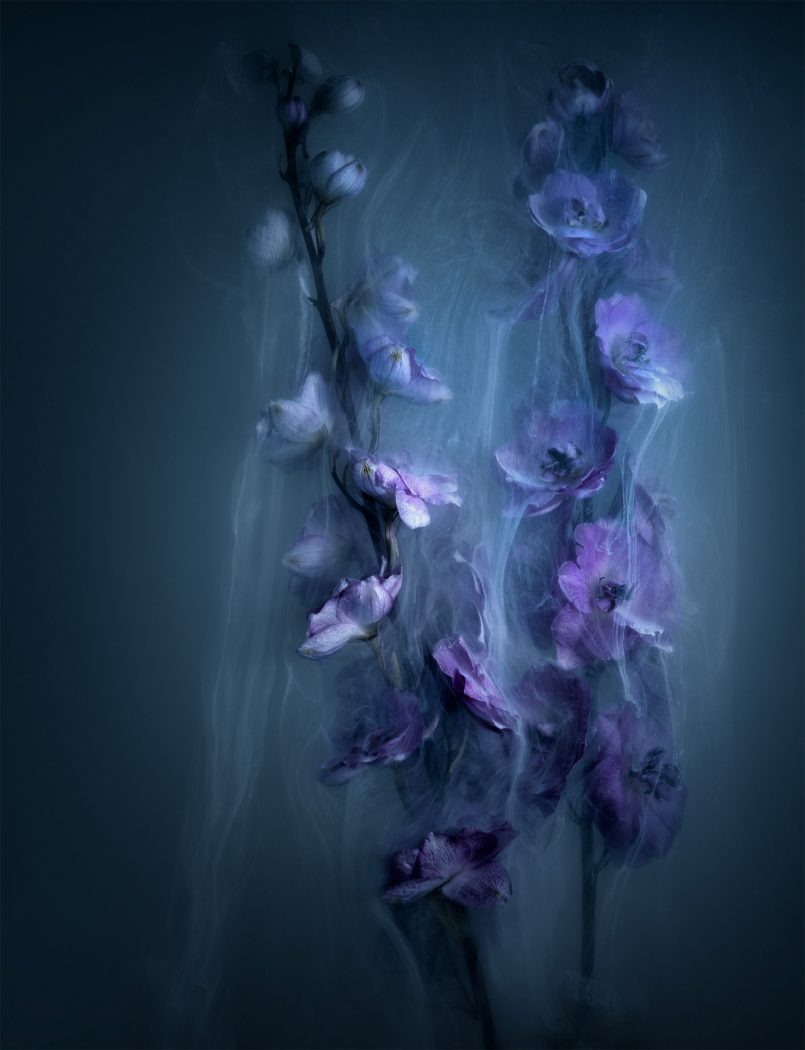 Flower Power: Fine Art Photography by Robert Peek | Daily design ...