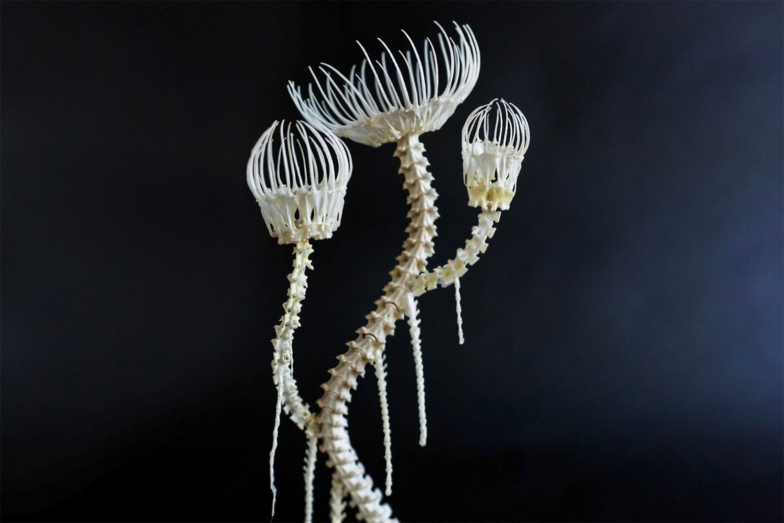 Animal Bone Sculptures by Gerard Geer | Daily design inspiration for ...