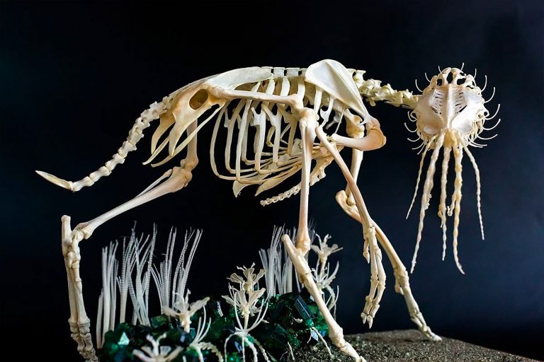 Animal Bone Sculptures by Gerard Geer | Daily design inspiration for ...