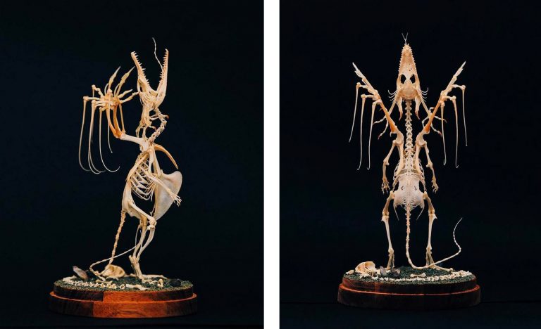 Animal Bone Sculptures by Gerard Geer | Daily design inspiration for ...