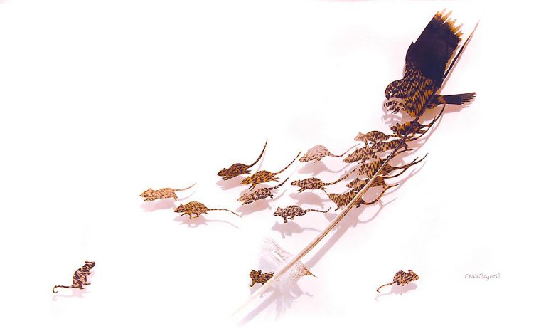 Incredible Feather Artworks by Chris Maynard | Daily design inspiration ...