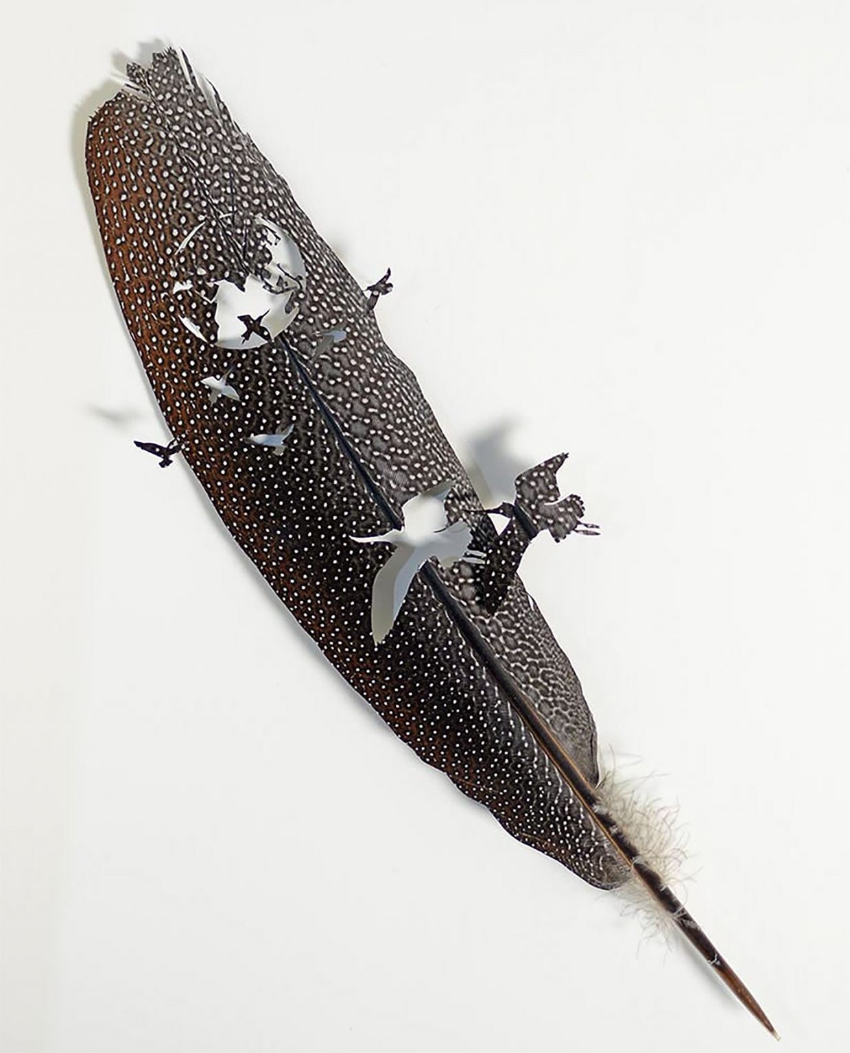Incredible Feather Artworks by Chris Maynard | Daily design inspiration ...