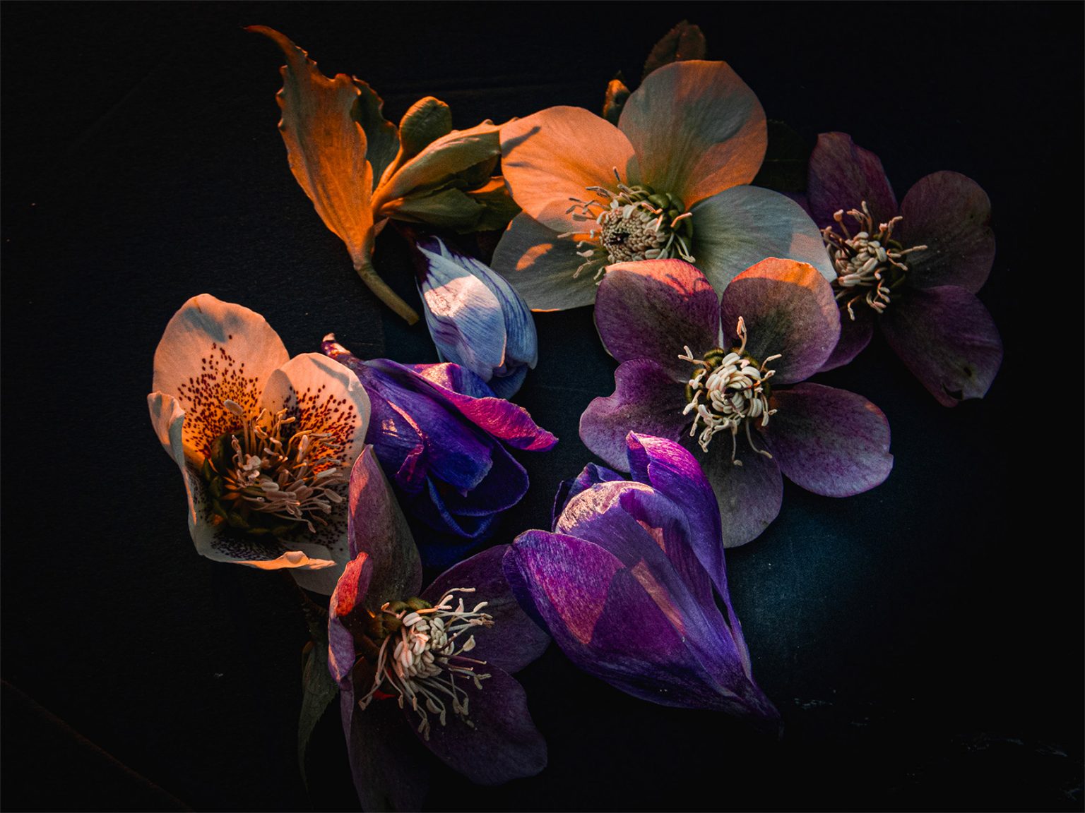 Artistic Flower Photography by Katarzyna Mrozewska | Daily design ...