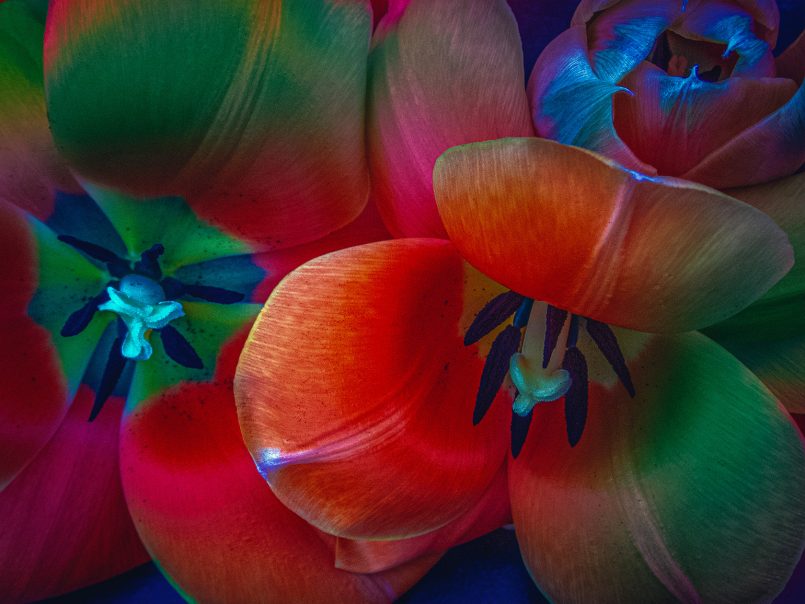 Artistic Flower Photography by Katarzyna Mrozewska | Daily design ...