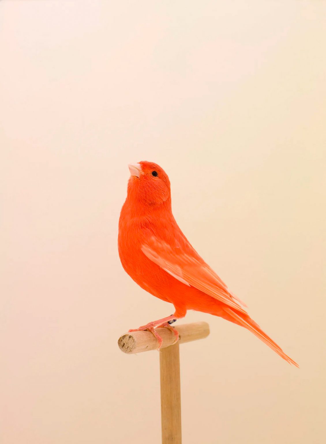 Show Birds: Minimal Photos by Luke Stephenson | Daily design ...