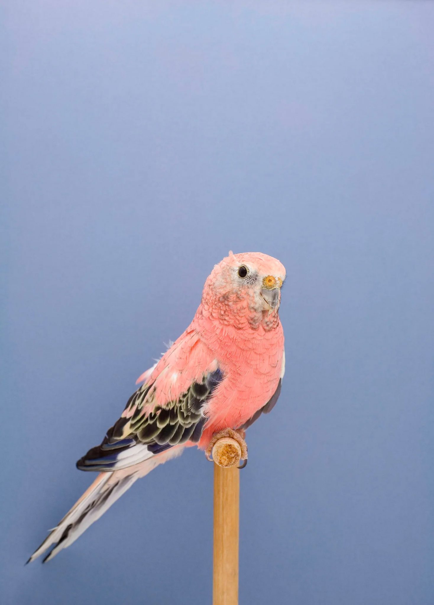 Show Birds: Minimal Photos by Luke Stephenson | Daily design ...