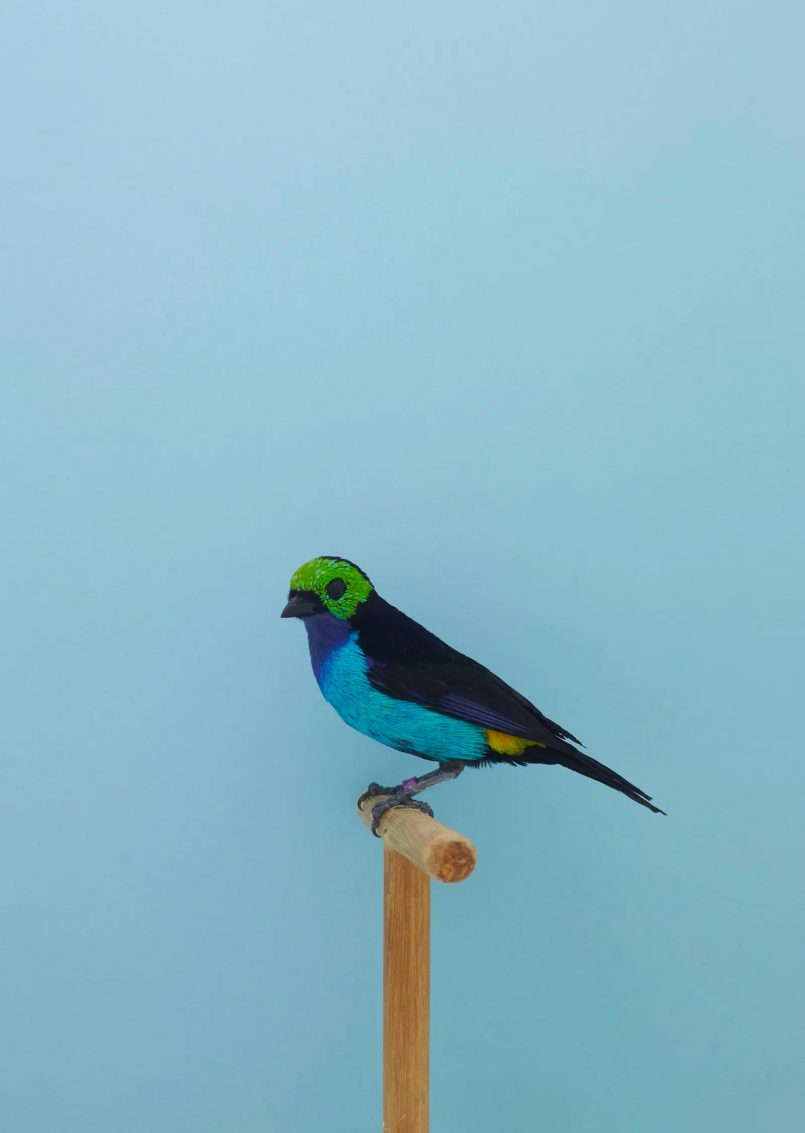 Show Birds: Minimal Photos by Luke Stephenson | Daily design ...