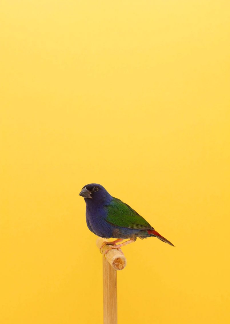 Show Birds: Minimal Photos by Luke Stephenson | Daily design ...