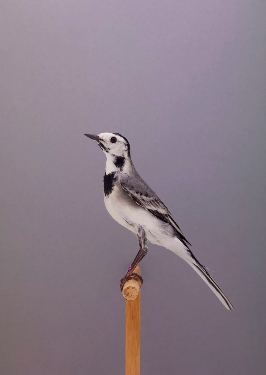 Show Birds: Minimal Photos by Luke Stephenson | Daily design ...