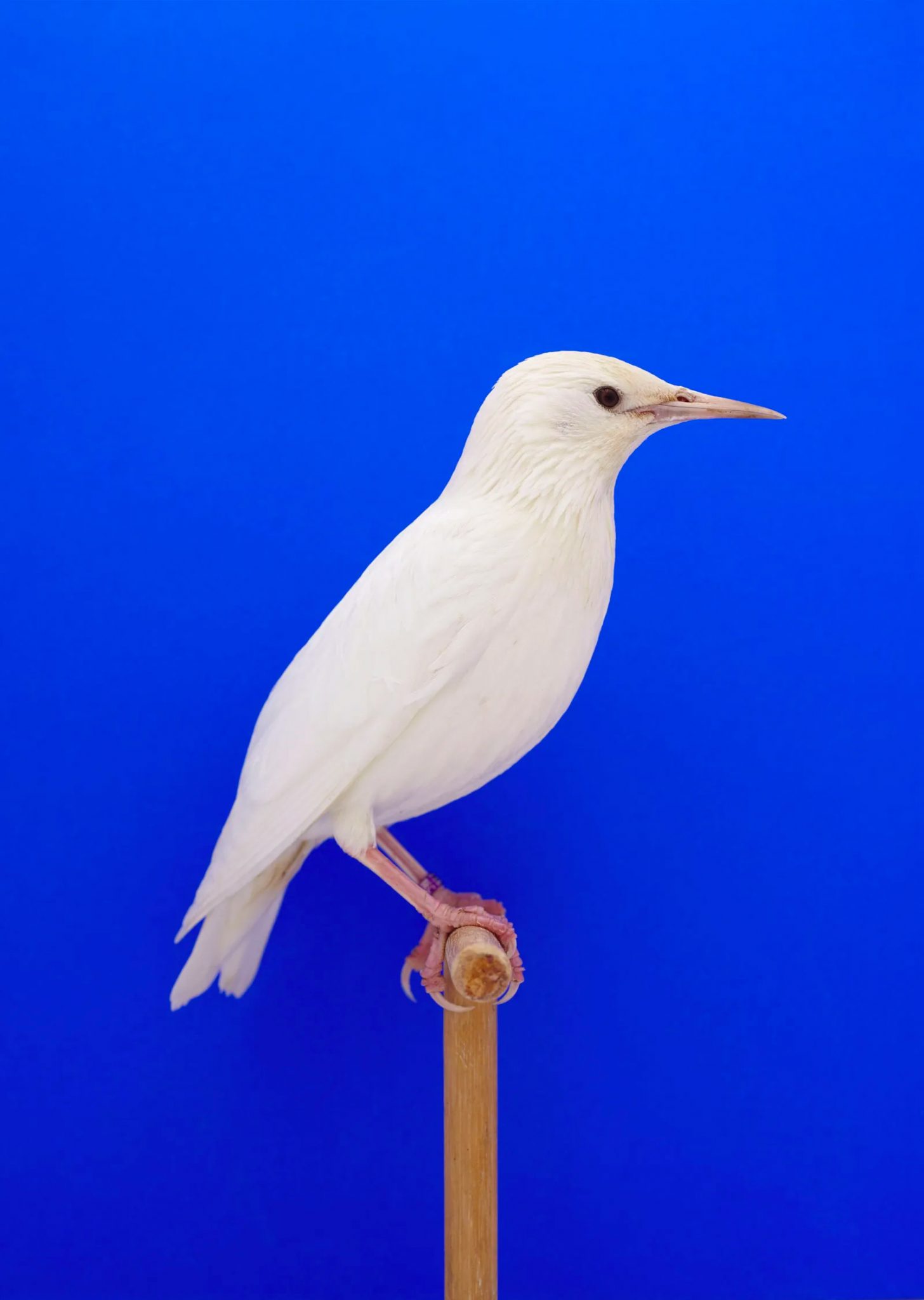Show Birds: Minimal Photos by Luke Stephenson | Daily design ...