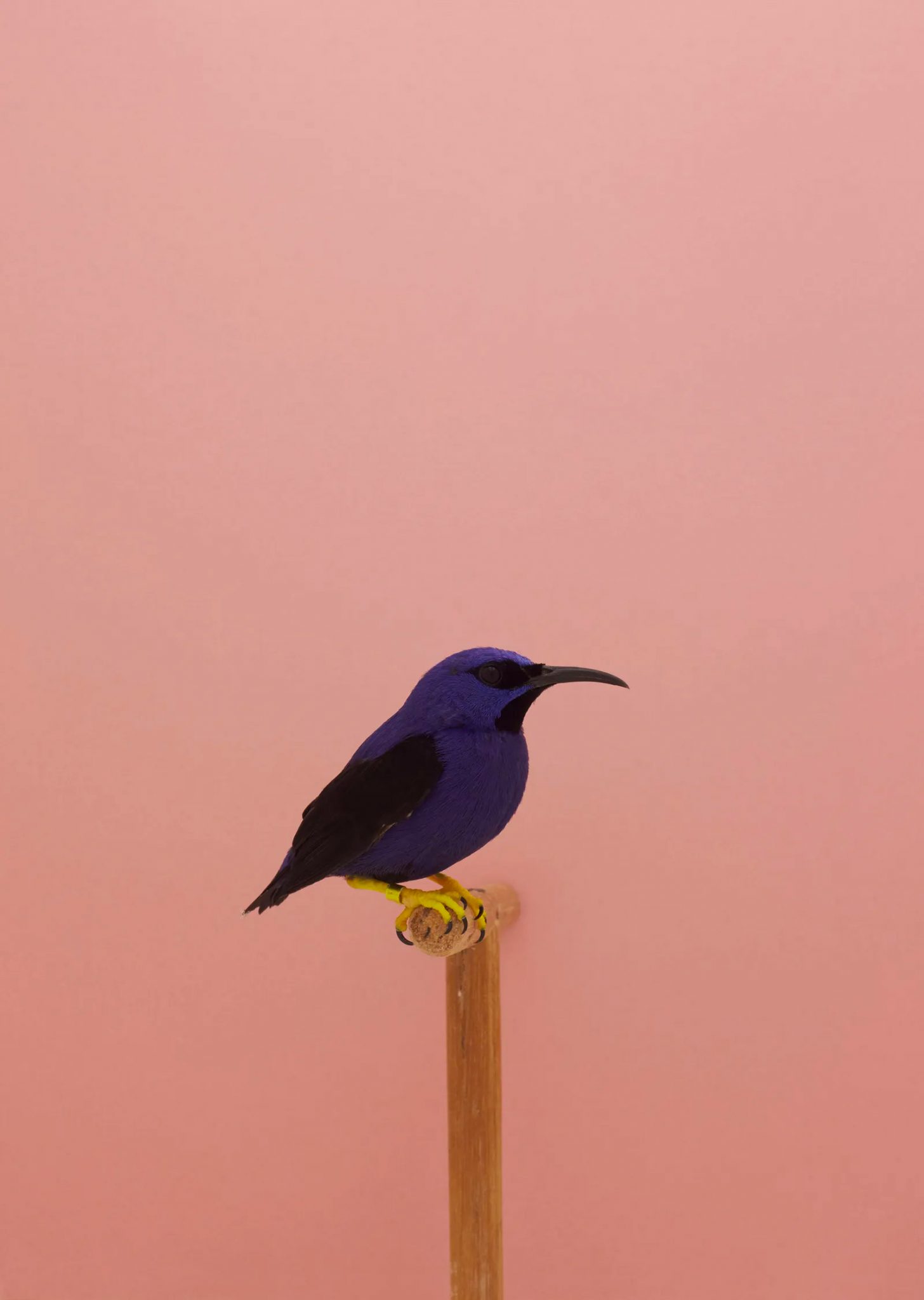 Show Birds: Minimal Photos by Luke Stephenson | Daily design ...