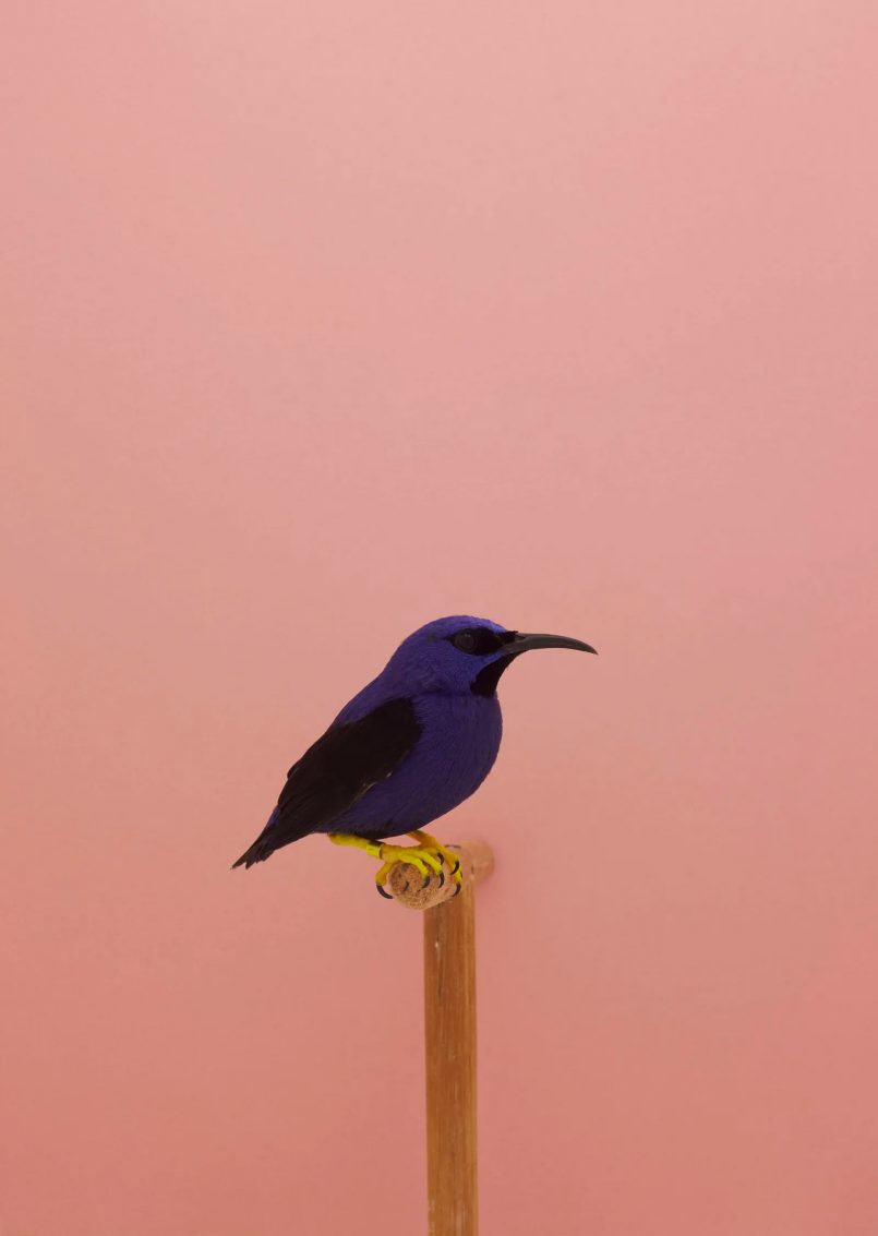 Show Birds: Minimal Photos by Luke Stephenson | Daily design ...