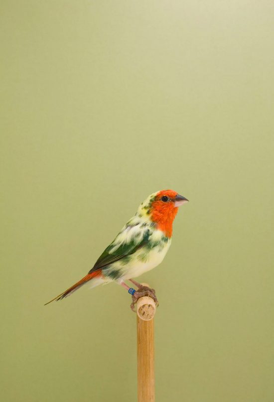 Show Birds: Minimal Photos by Luke Stephenson | Daily design ...