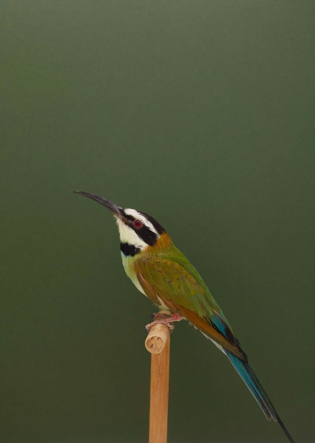 Show Birds: Minimal Photos by Luke Stephenson | Daily design ...