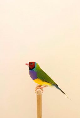 Show Birds: Minimal Photos by Luke Stephenson | Daily design ...