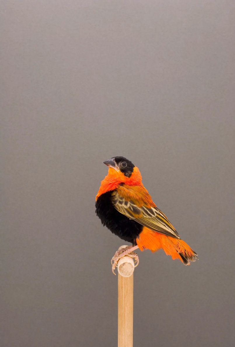 Show Birds: Minimal Photos by Luke Stephenson | Daily design ...