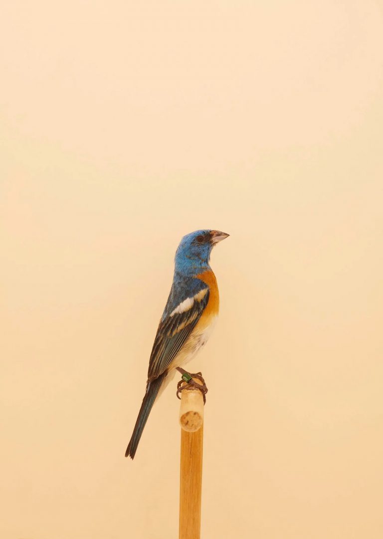 Show Birds: Minimal Photos by Luke Stephenson | Daily design ...
