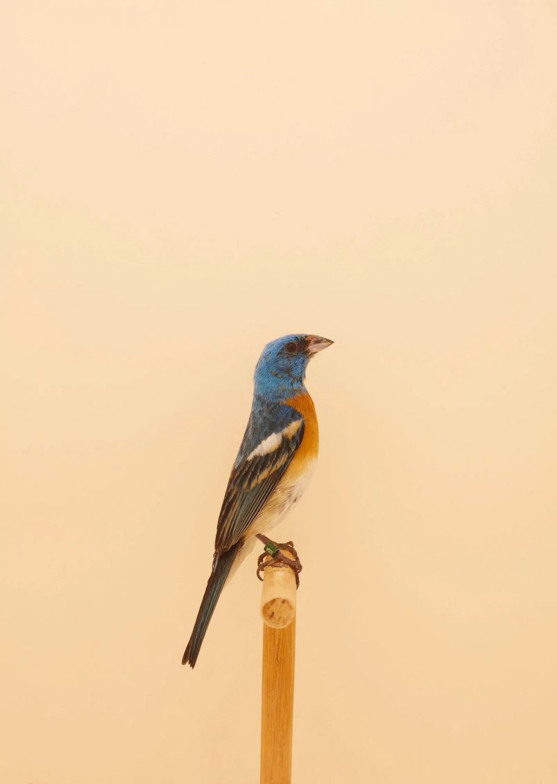 Show Birds: Minimal Photos by Luke Stephenson | Daily design ...