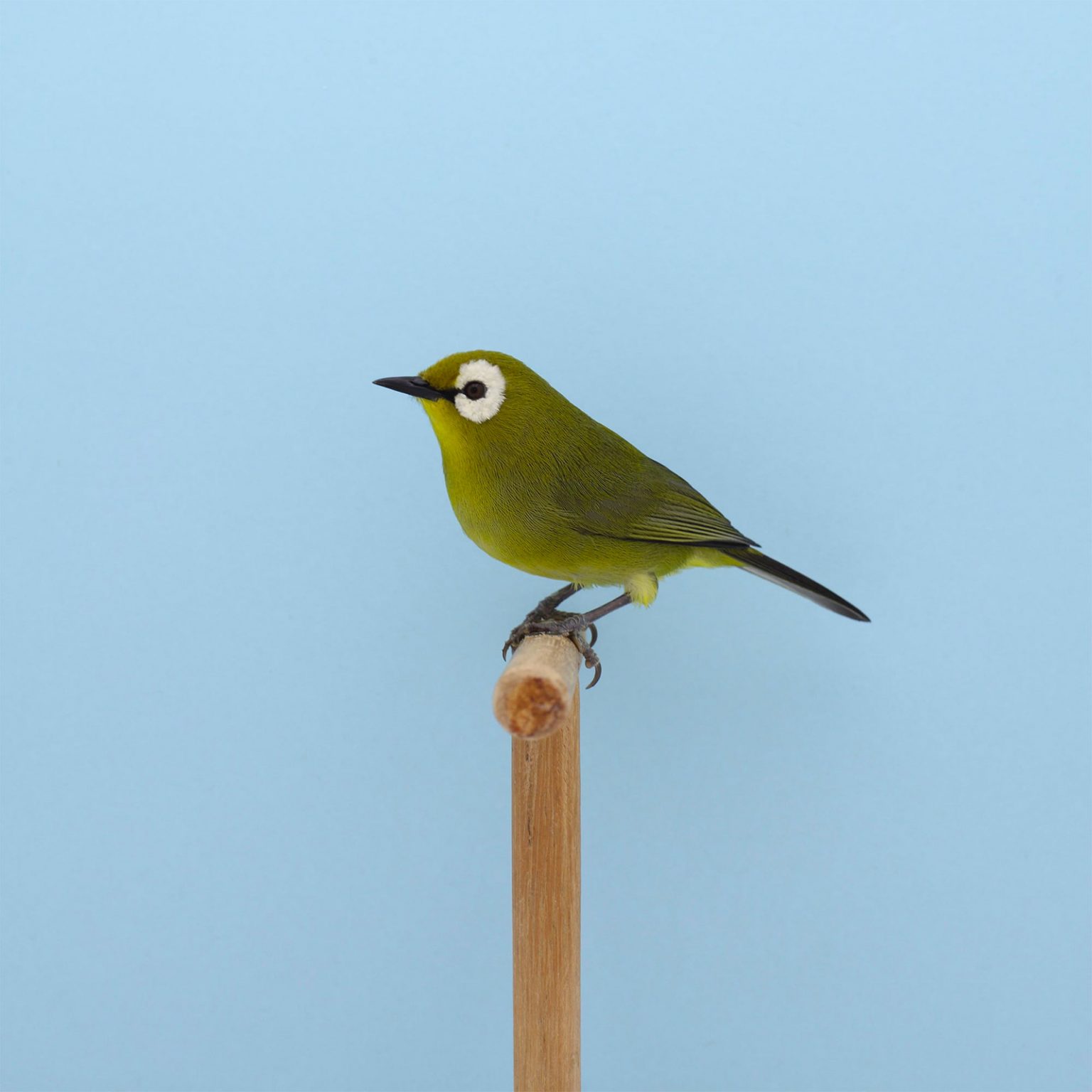 Show Birds: Minimal Photos by Luke Stephenson | Daily design ...