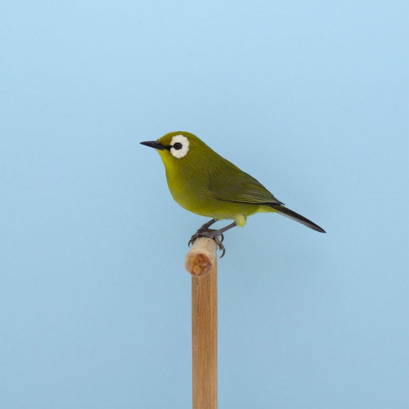 Show Birds: Minimal Photos by Luke Stephenson | Daily design ...