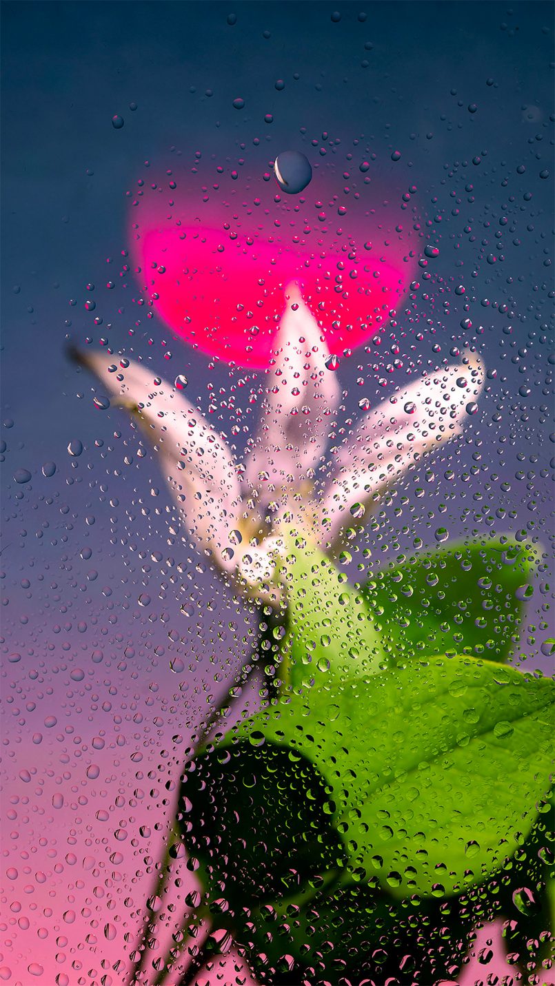 Inside: Floral Photography by Davy Evans | Daily design inspiration for ...