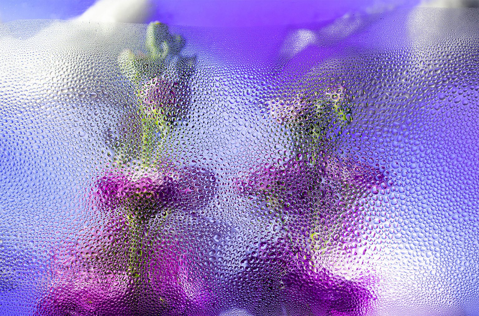 Inside: Floral Photography by Davy Evans | Daily design inspiration for ...