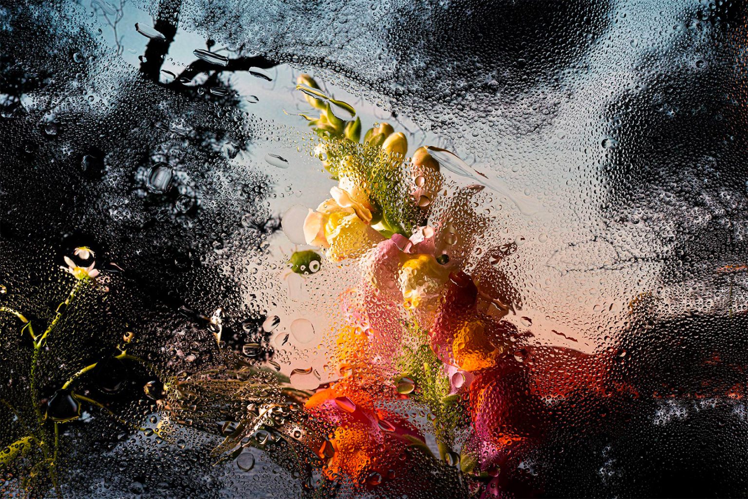 Inside: Floral Photography by Davy Evans | Daily design inspiration for ...