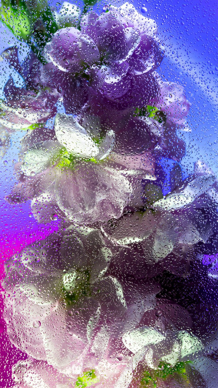 Inside: Floral Photography by Davy Evans | Daily design inspiration for ...