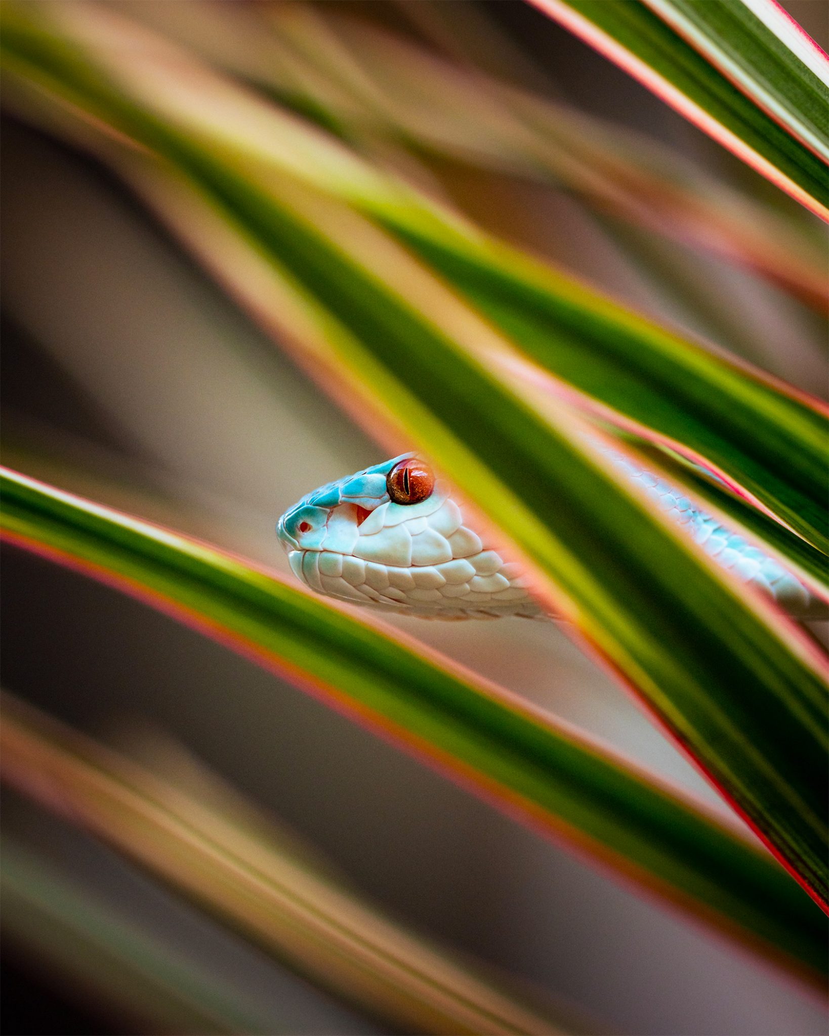 Reptiles: Fascinating Photos by Ben Simon Rehn | Daily design ...