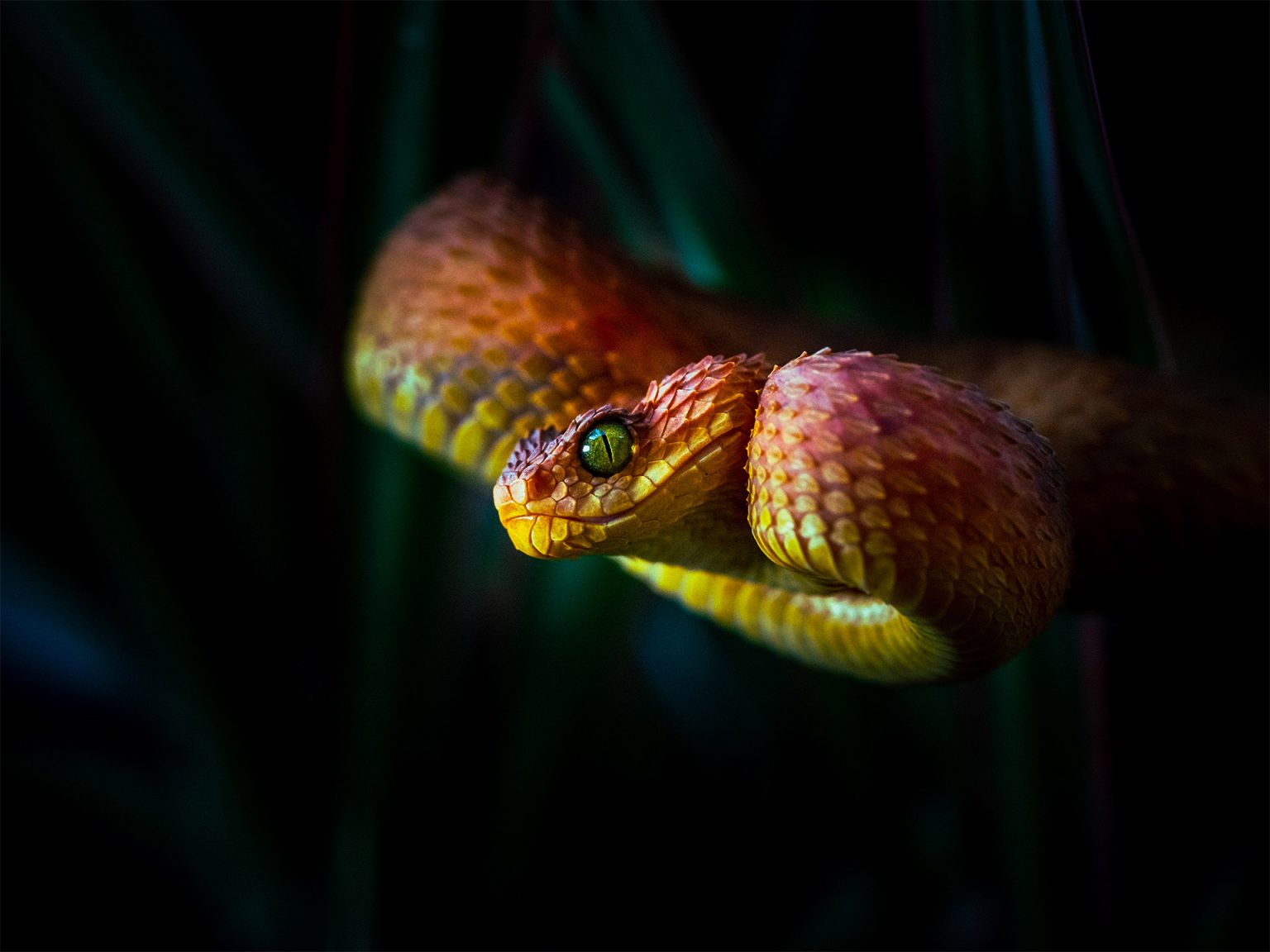 Reptiles: Fascinating Photos by Ben Simon Rehn | Daily design ...