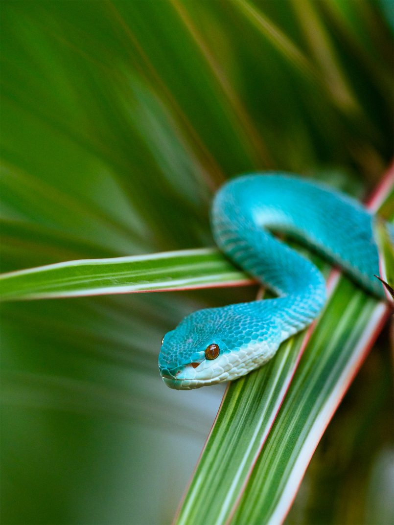 Reptiles: Fascinating Photos by Ben Simon Rehn | Daily design ...