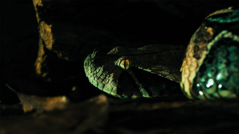 Reptiles: Fascinating Photos by Ben Simon Rehn | Daily design ...