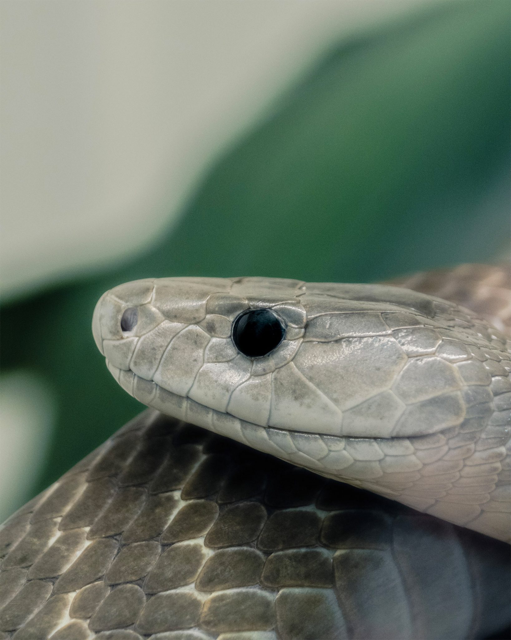 Reptiles: Fascinating Photos by Ben Simon Rehn | Daily design ...